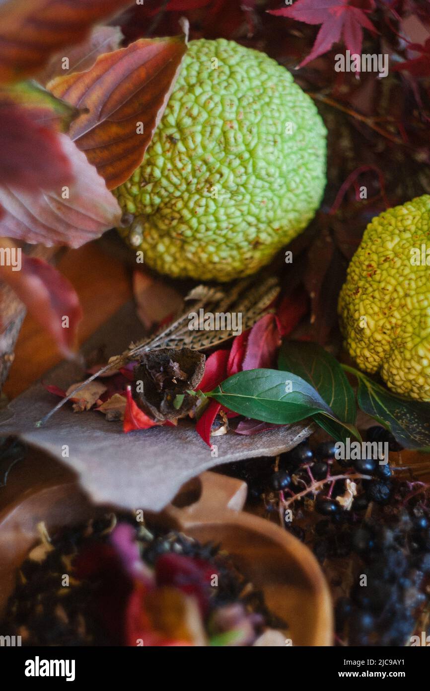 Foraged plant hi-res stock photography and images - Alamy