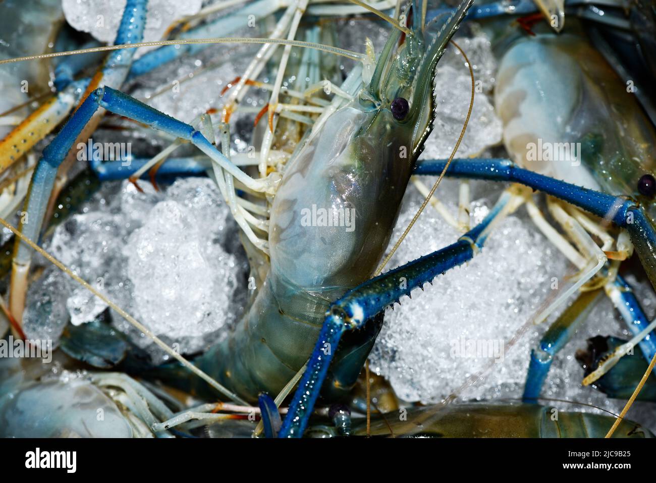 Big fresh river prawn are ready to cooking,In the ice,on the White ...