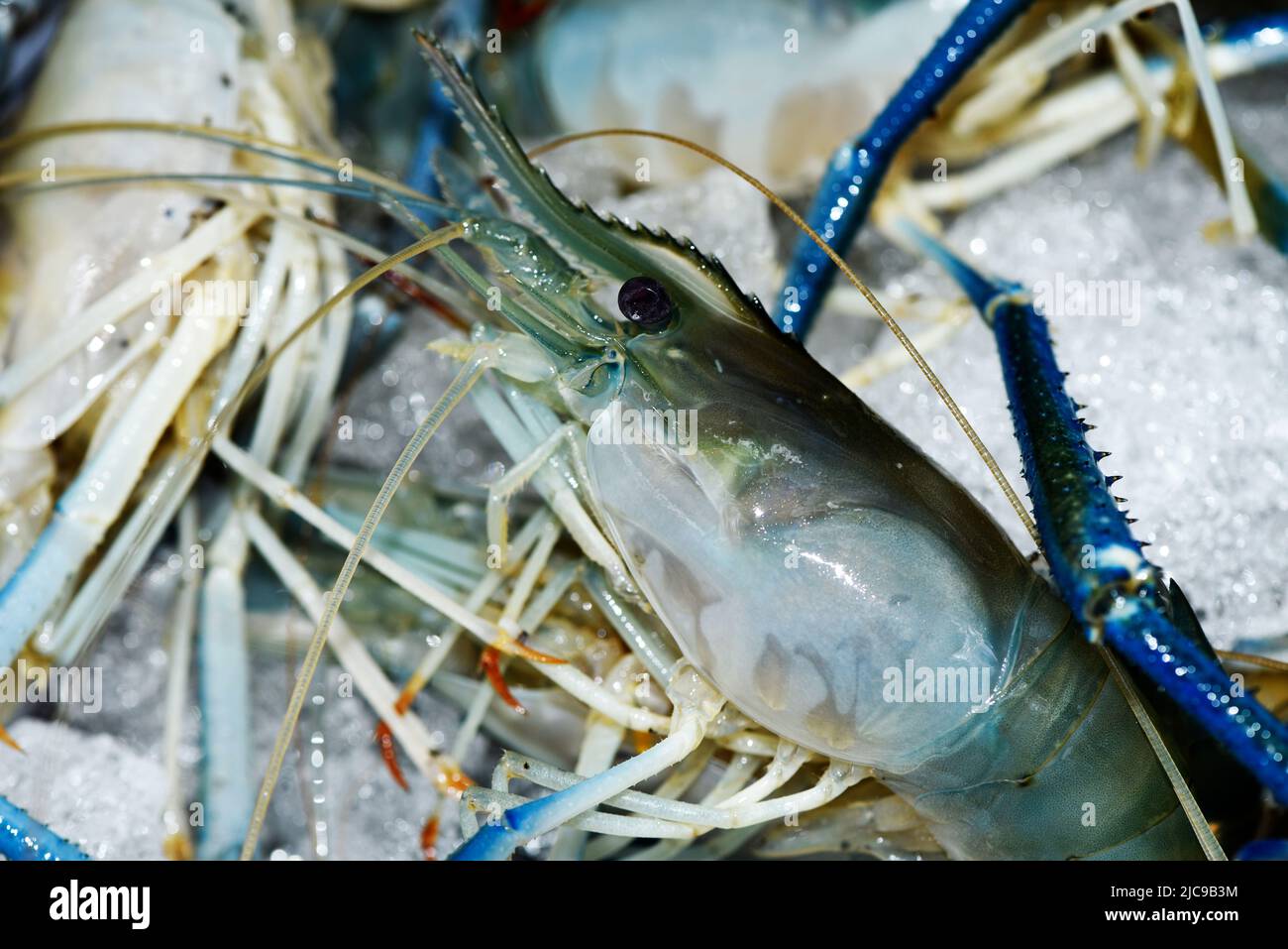 Big fresh river prawn are ready to cooking,In the ice,on the White ...