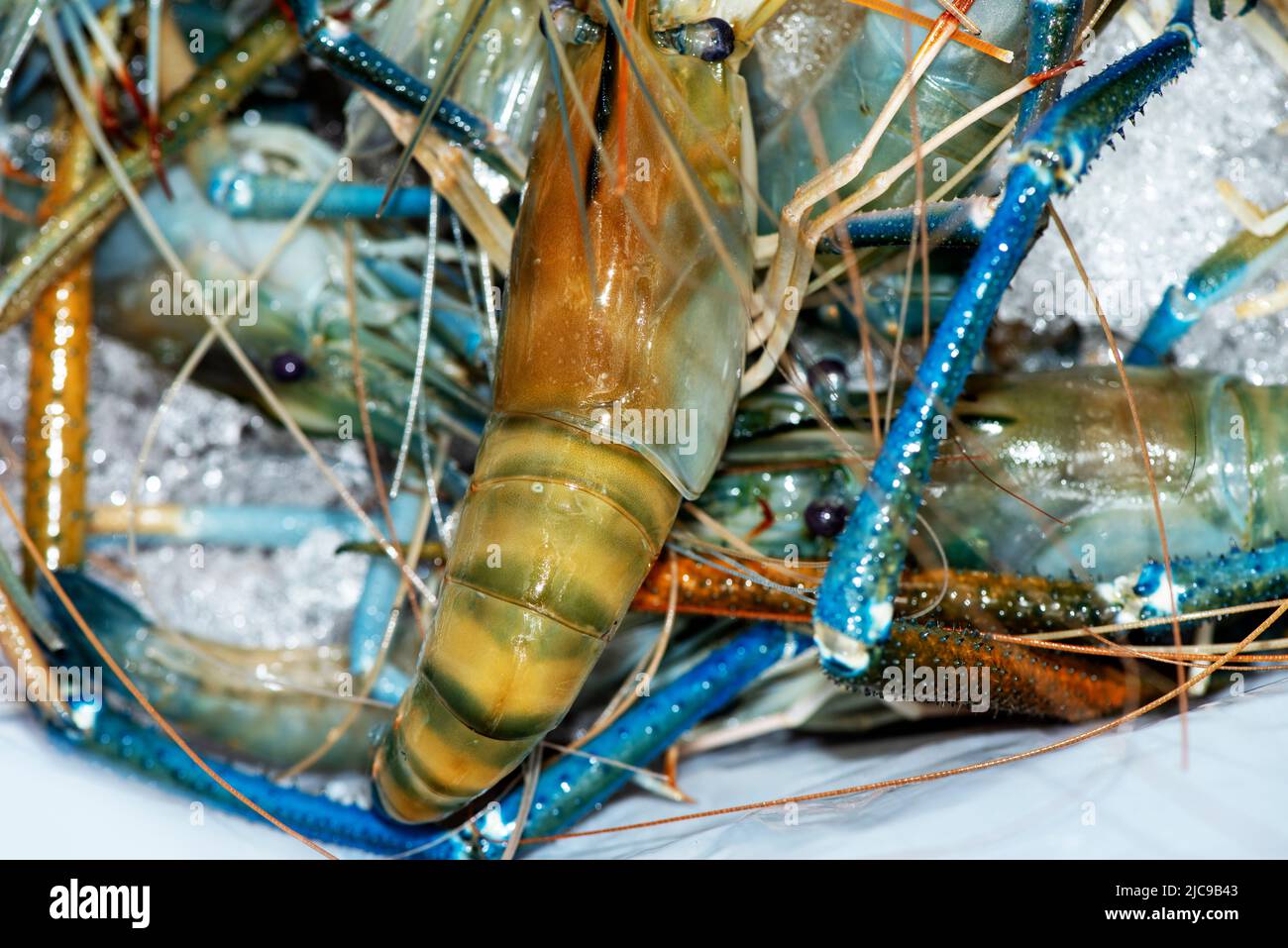 Big fresh river prawn are ready to cooking,In the ice,on the White ...