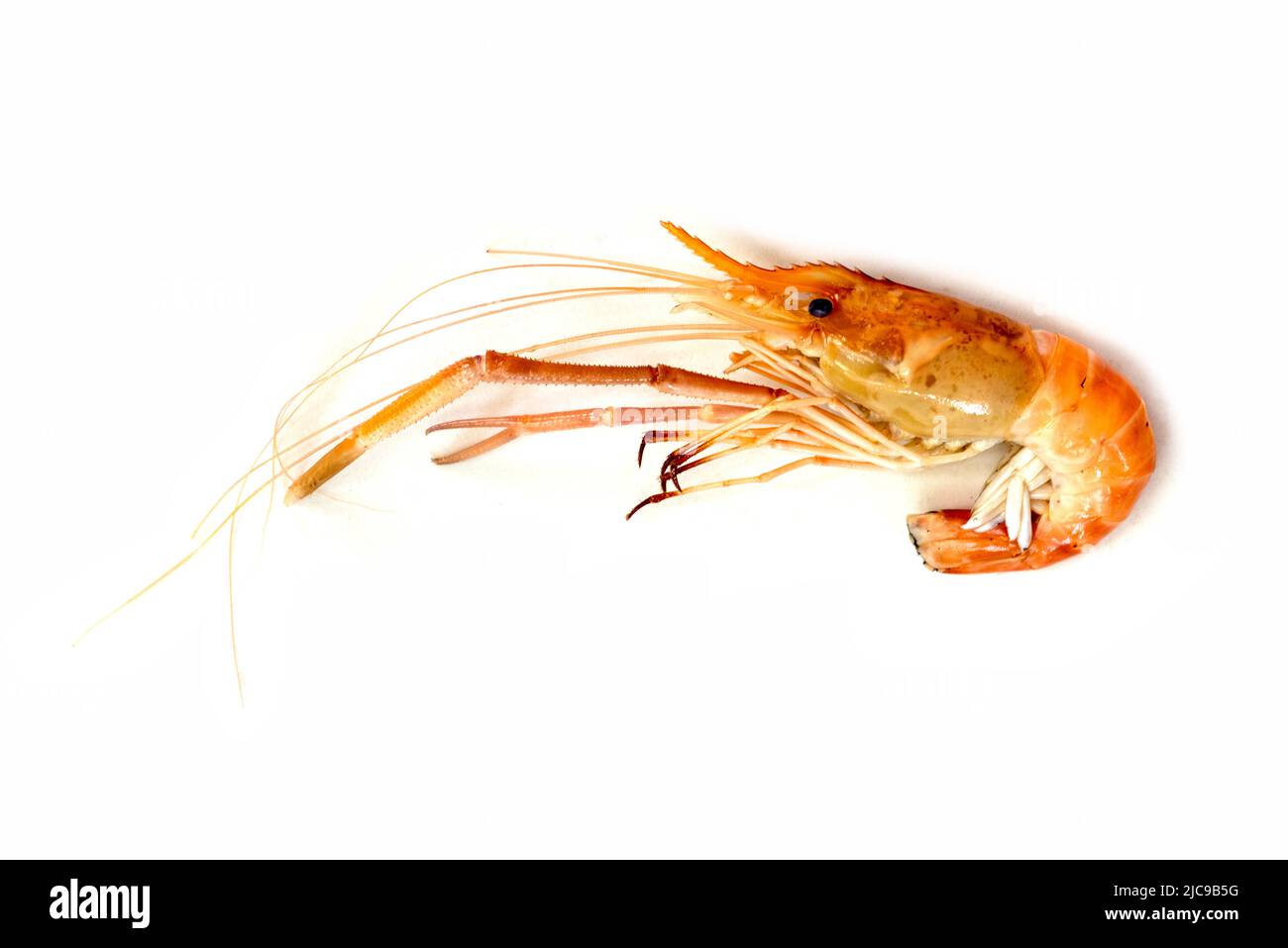 Big fresh river prawn are ready to cooking,ready to eat,on the White ...