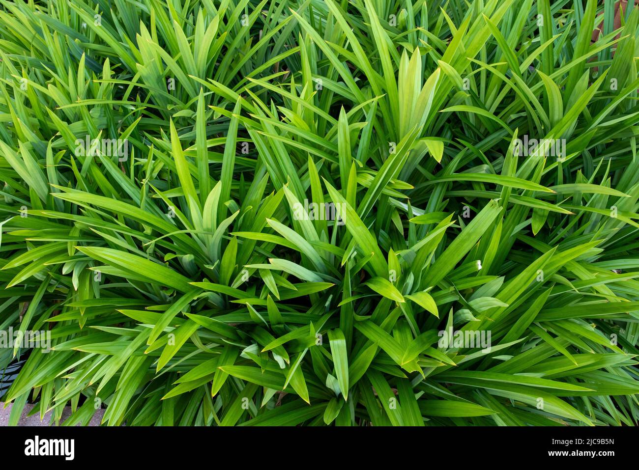 Picture pandan trees in garden, for good smelling Stock Photo - Alamy