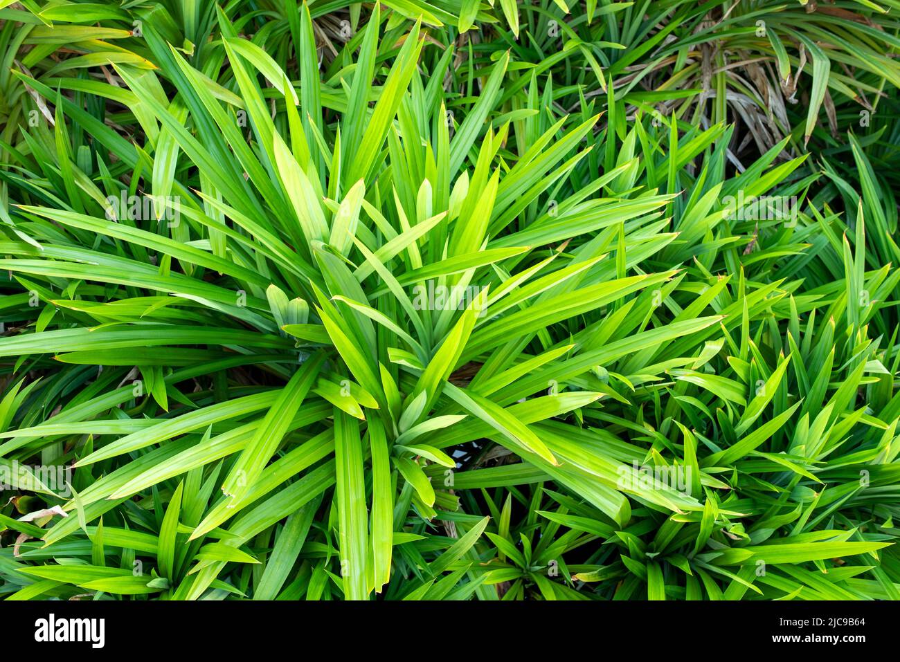 Picture pandan trees in garden, for good smelling Stock Photo - Alamy