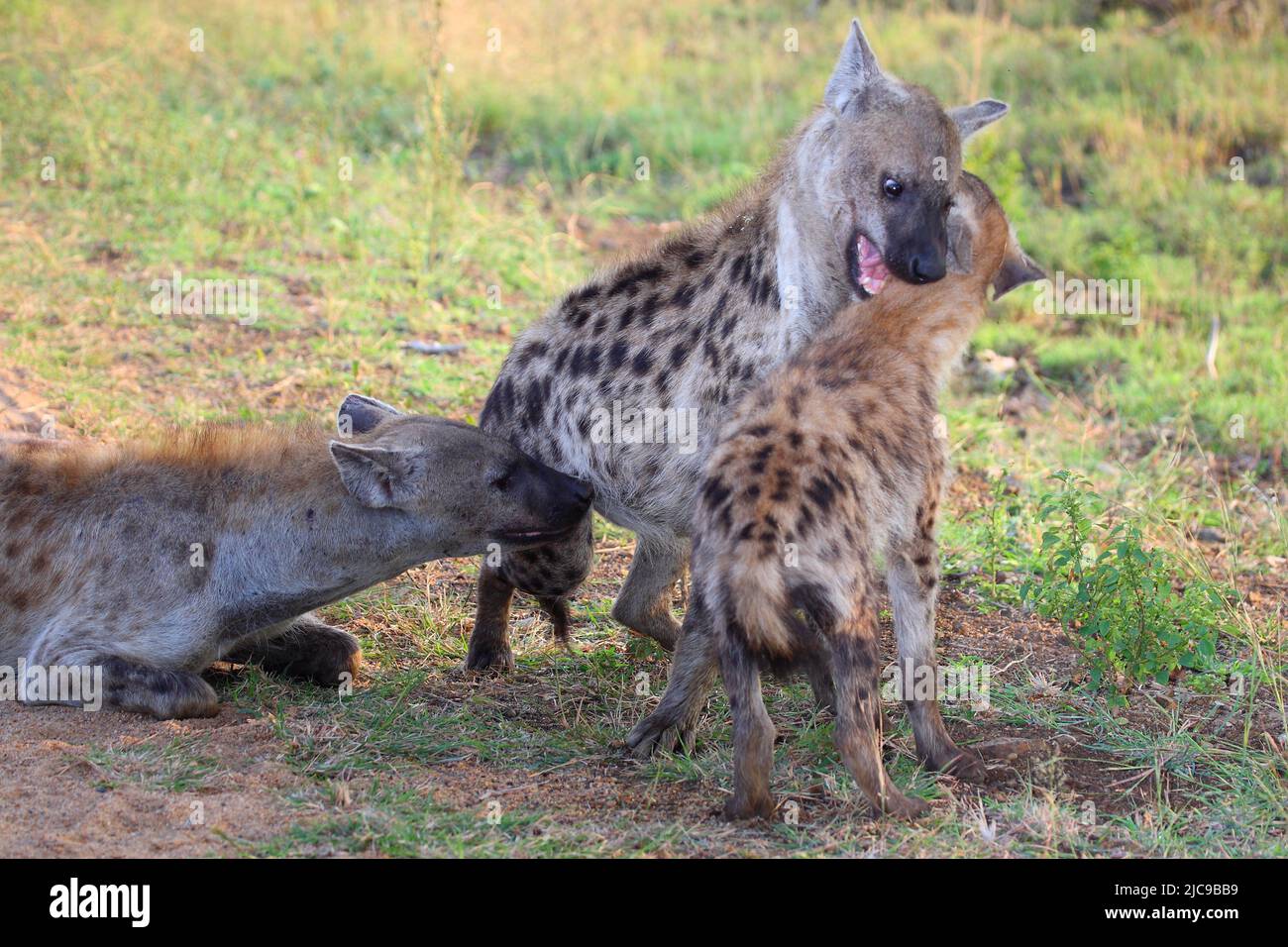 Tüpfelhyäne / Spotted hyaena / Crocuta crocuta Stock Photo - Alamy