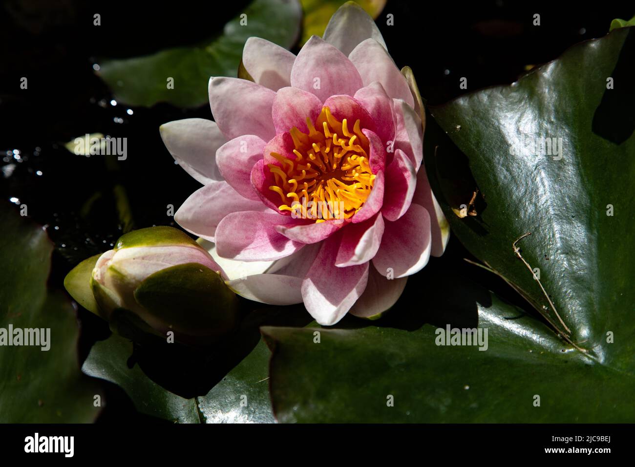 Water Lily Flower Stock Photo - Alamy