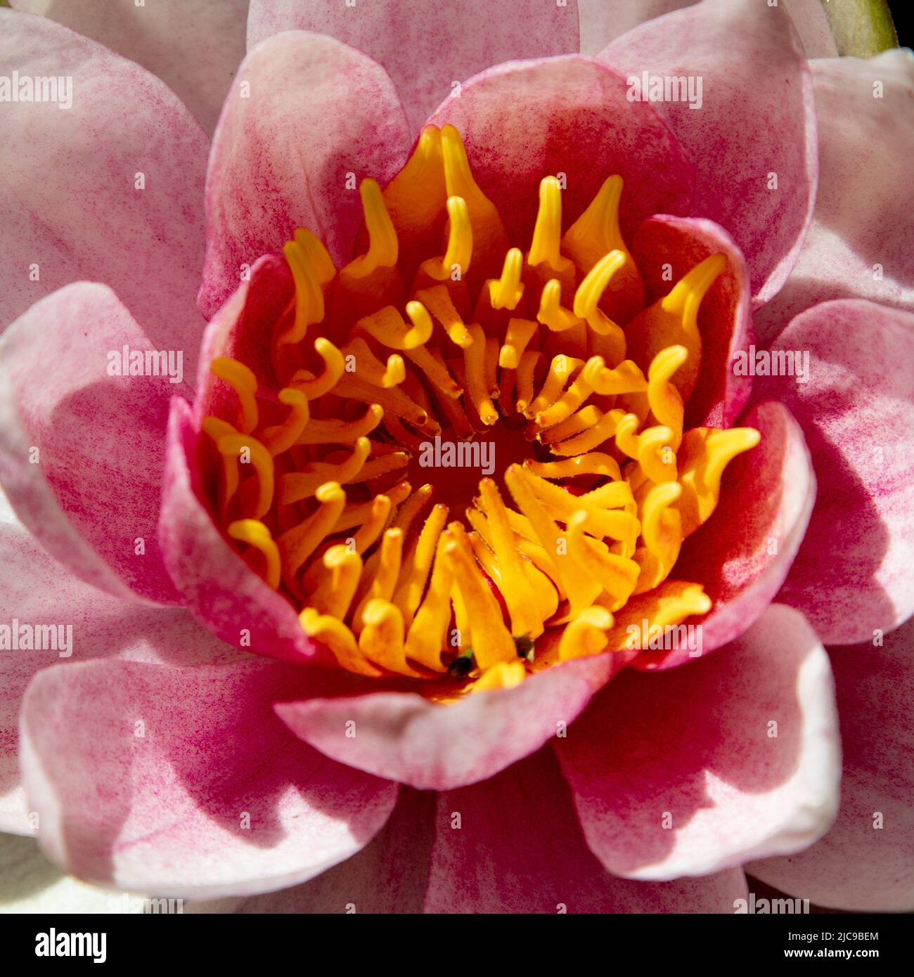 Amber lily hi-res stock photography and images - Alamy