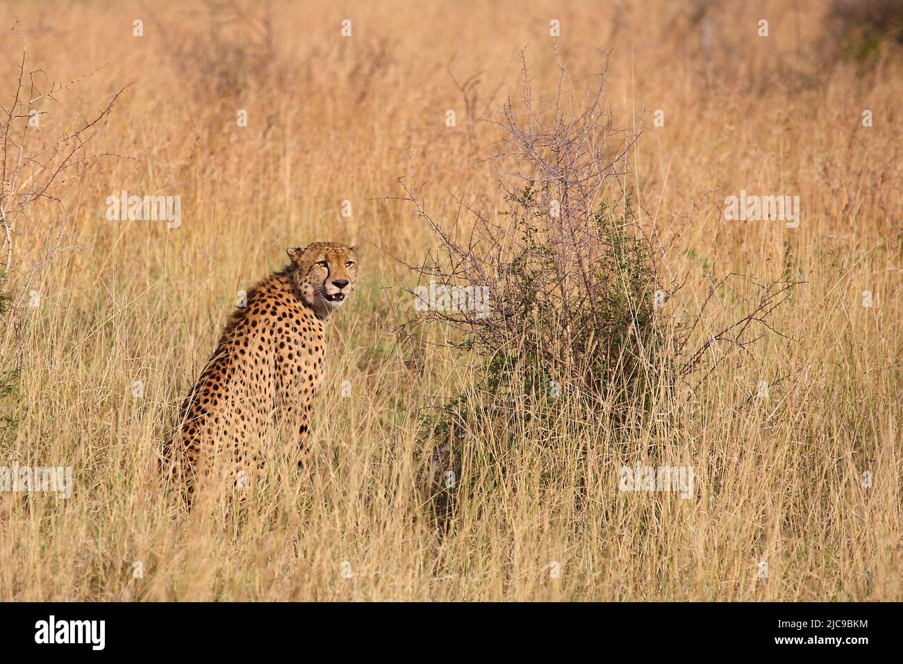 Gepard / Cheetah / Acinonyx jubatus Stock Photo - Alamy