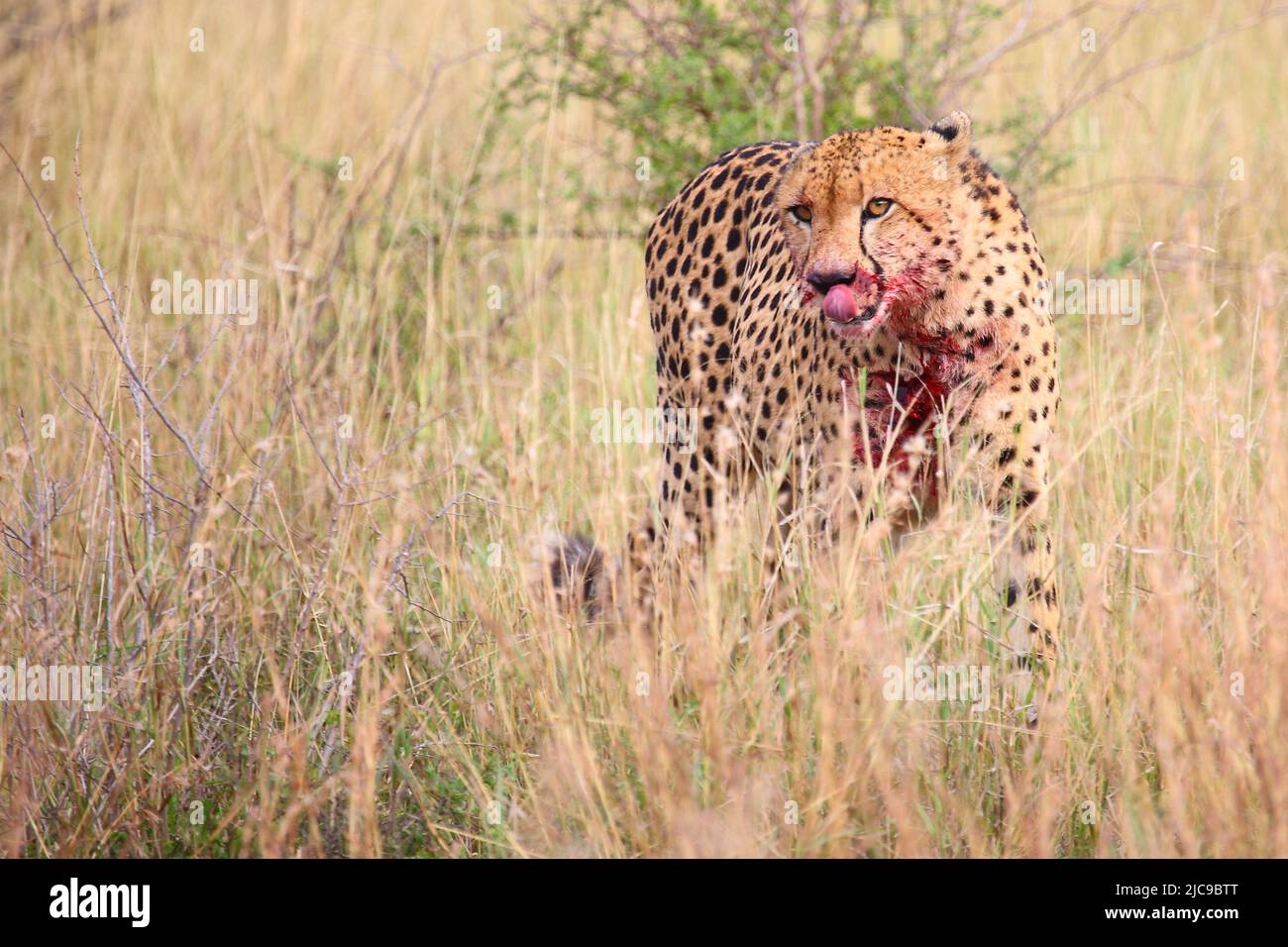 Gepard / Cheetah / Acinonyx jubatus Stock Photo - Alamy