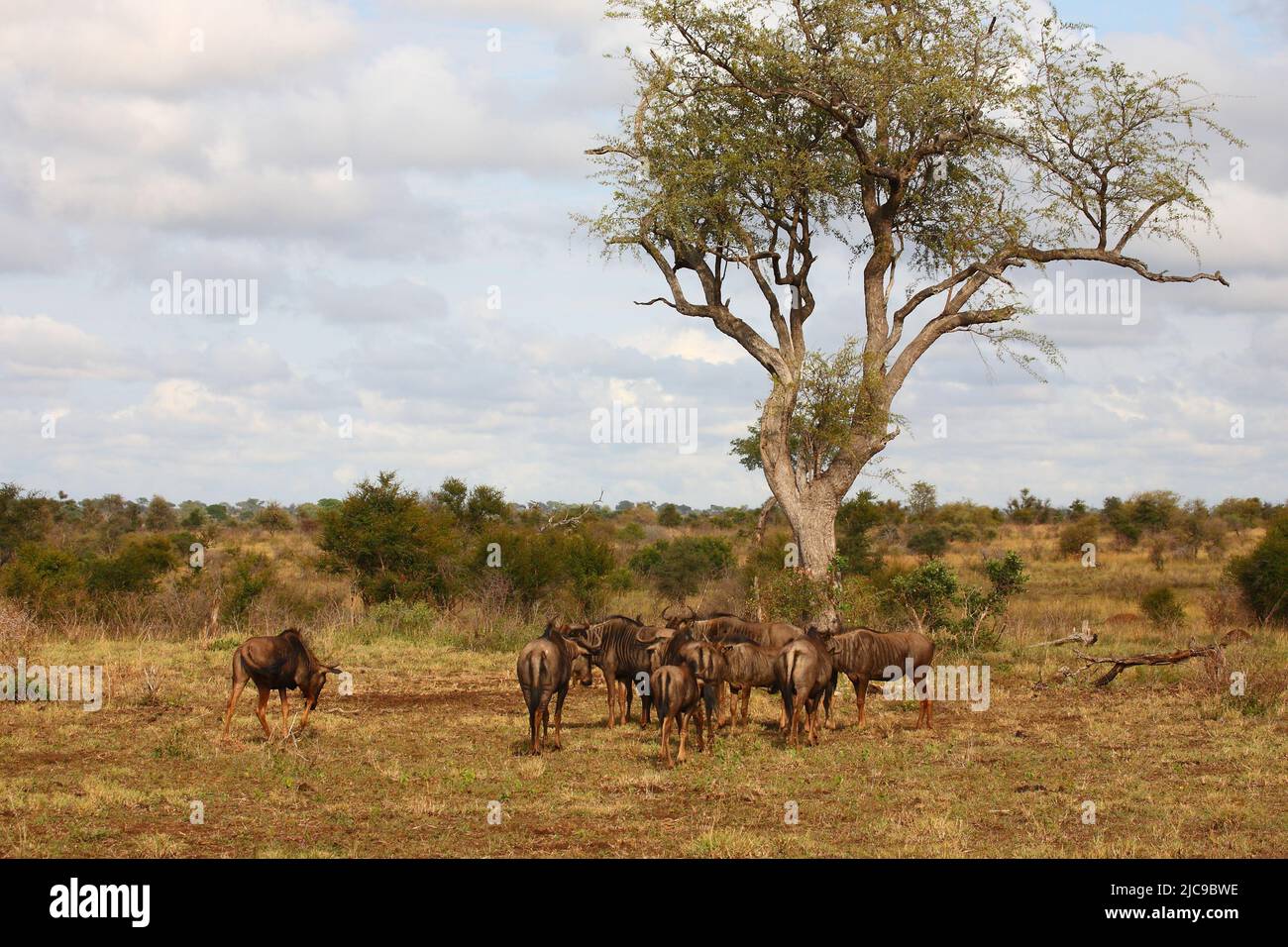 Streifengnu / Blue wildebeest / Connochaetes taurinus Streifengnu ...