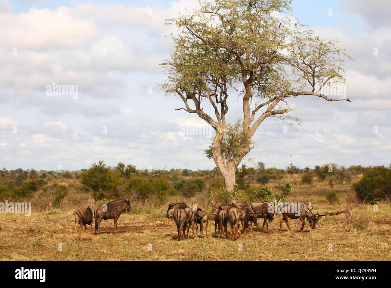 Streifengnu / Blue wildebeest / Connochaetes taurinus Streifengnu ...