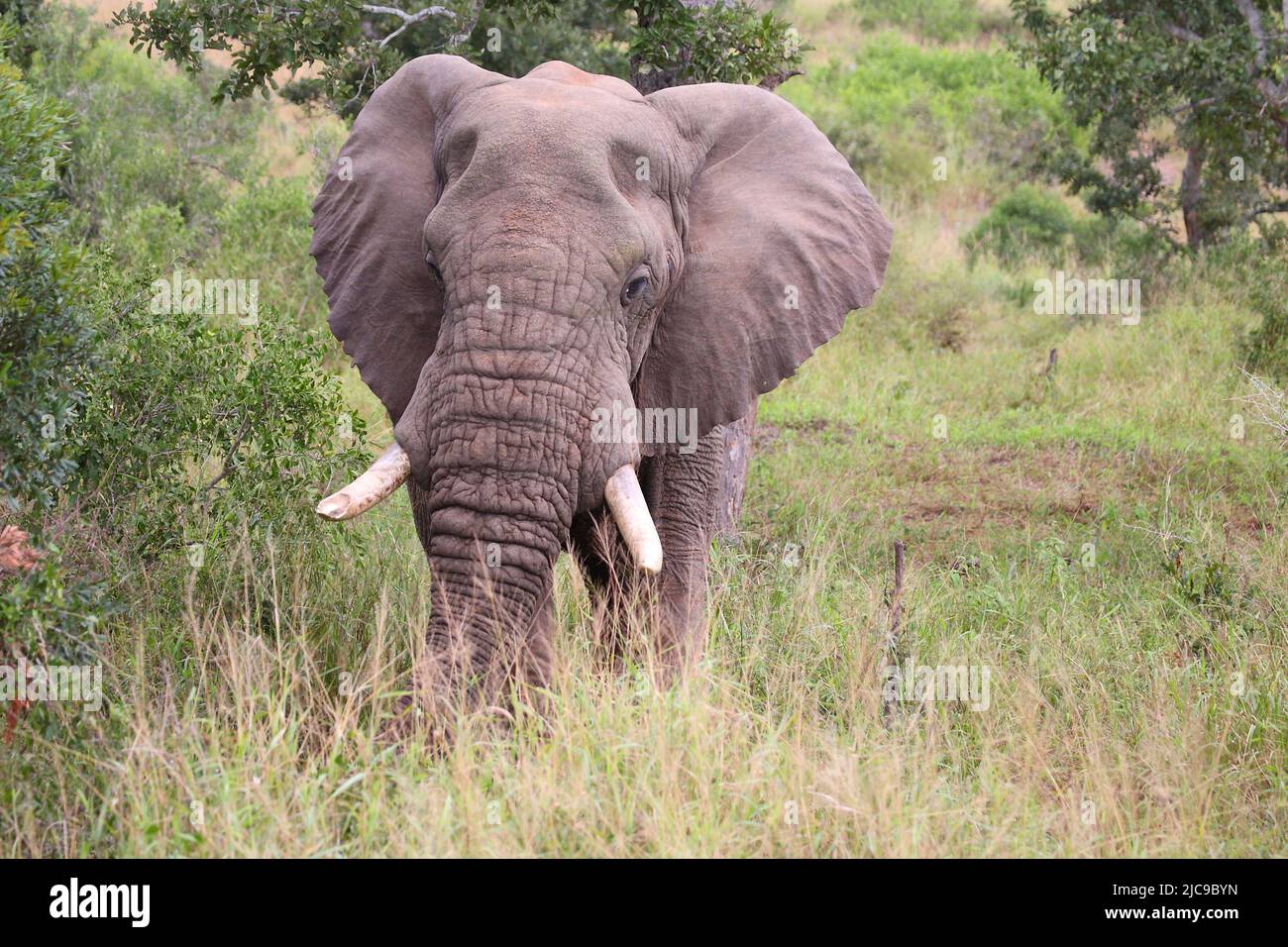 Afrikanischer Elefant / African elephant / Loxodonta africana Stock ...