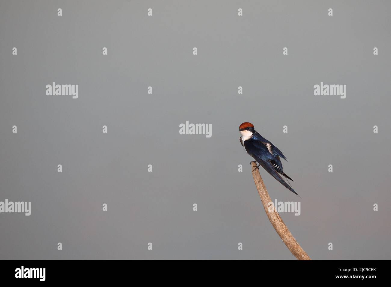 Rotkappenschwalben hi-res stock photography and images - Alamy