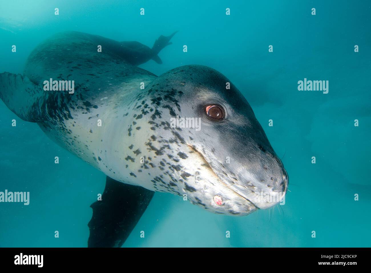 Leopard Seal Underwater