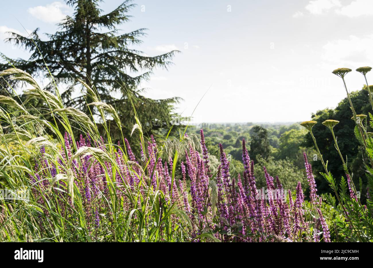 Closeup of purple May Night Salvia, Salvia x sylvestris Stock Photo - Alamy