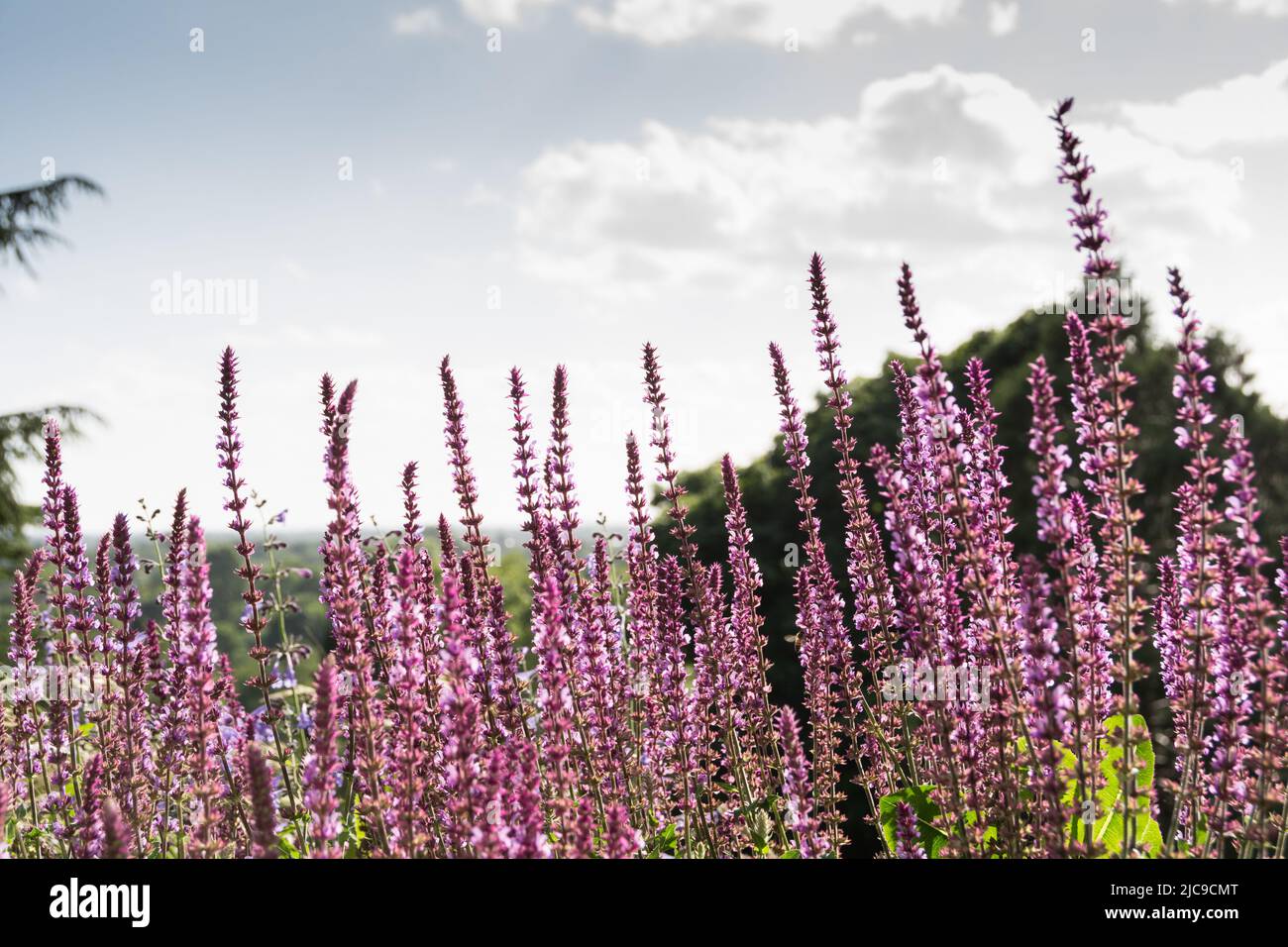 Closeup of purple May Night Salvia, Salvia x sylvestris Stock Photo - Alamy
