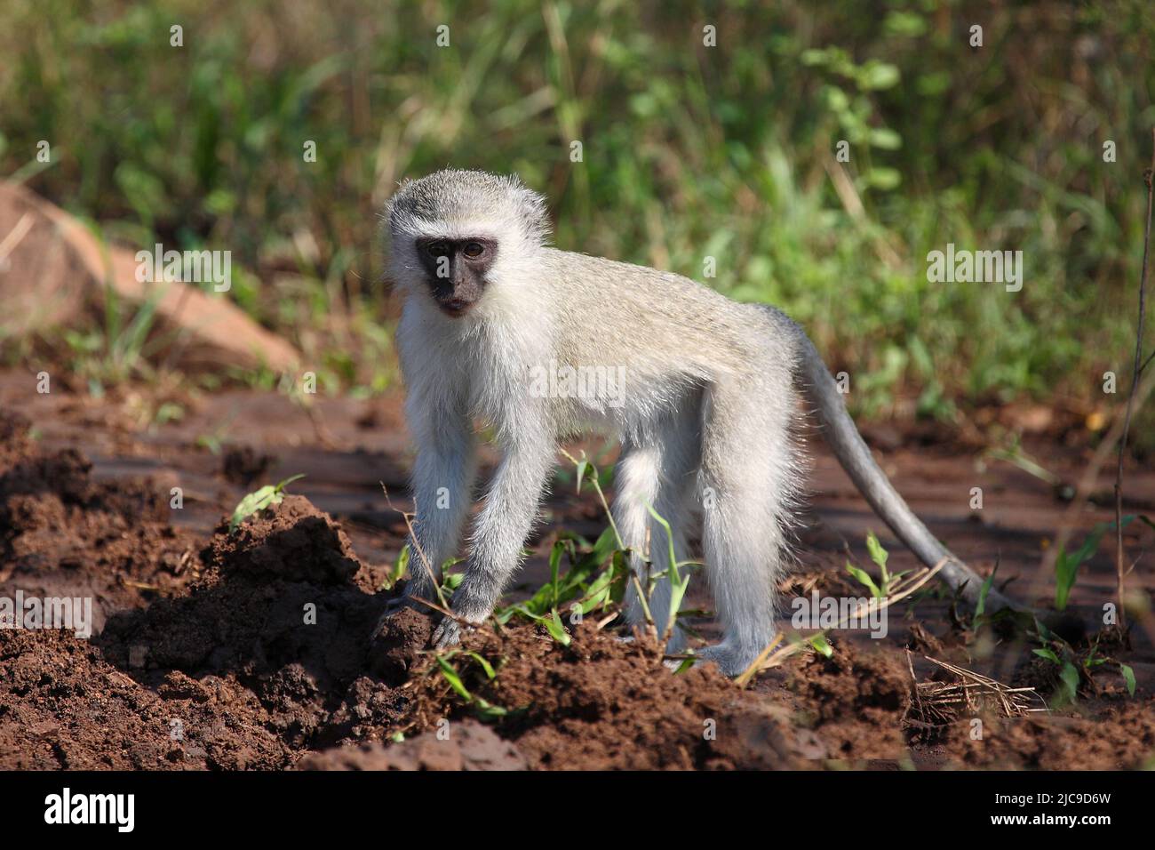 Grüne Meerkatze / Vervet monkey / Cercopithecus aethiops Stock Photo ...