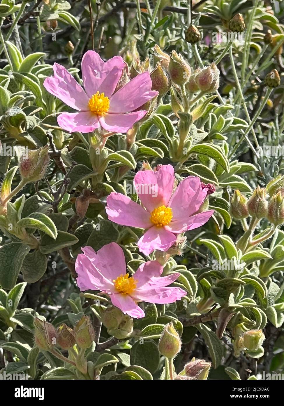 pink rock-rose - Cistus creticus - Kretische Zistrose - Ciste de Crête ...