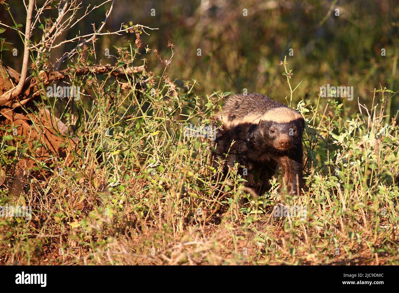 Honigdachs / Honey badger / Mellivora capensis Stock Photo - Alamy