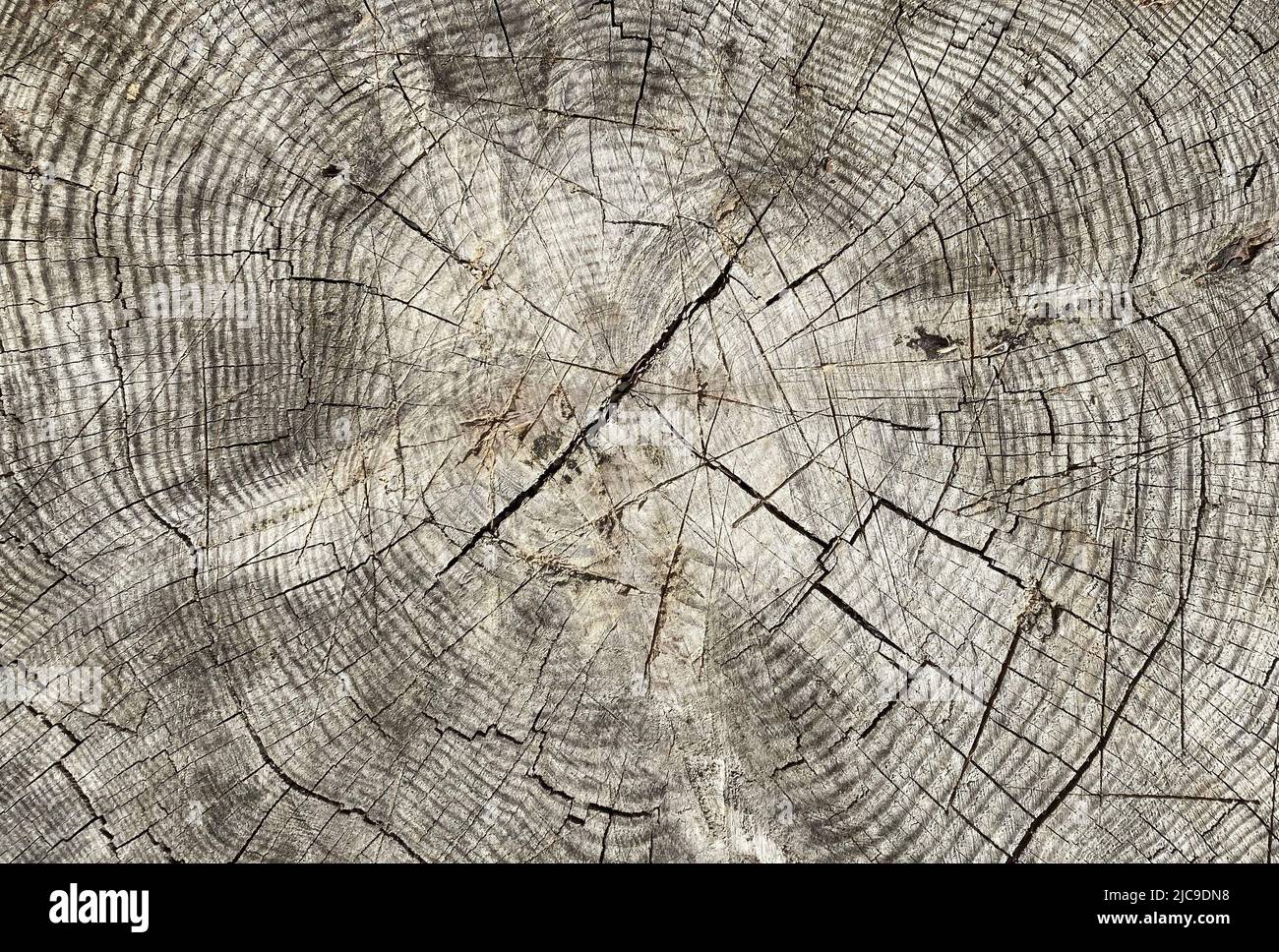 tree stump background. close up tree rings Stock Photo - Alamy