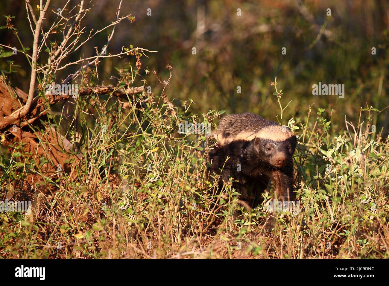 Honigdachs / Honey badger / Mellivora capensis Stock Photo - Alamy