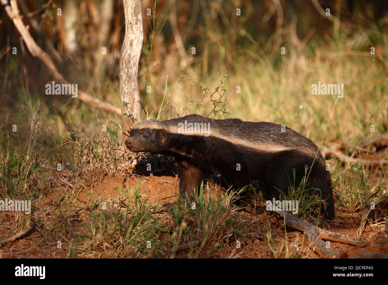 Honigdachs / Honey badger / Mellivora capensis Stock Photo - Alamy