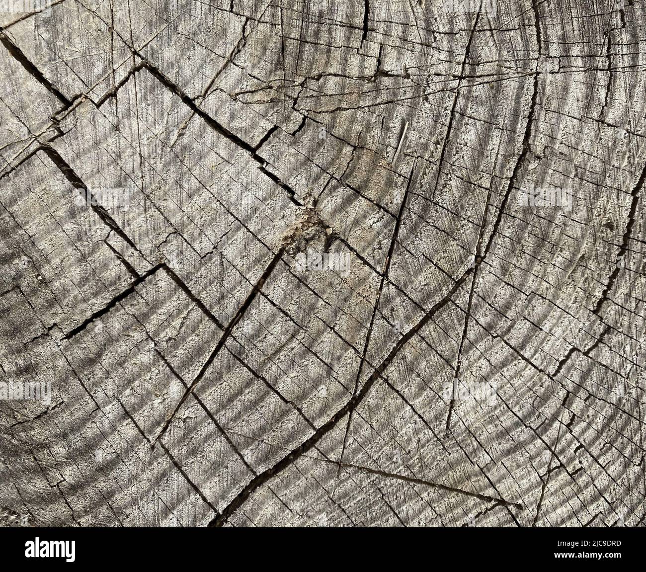 tree stump background. close up tree rings Stock Photo - Alamy
