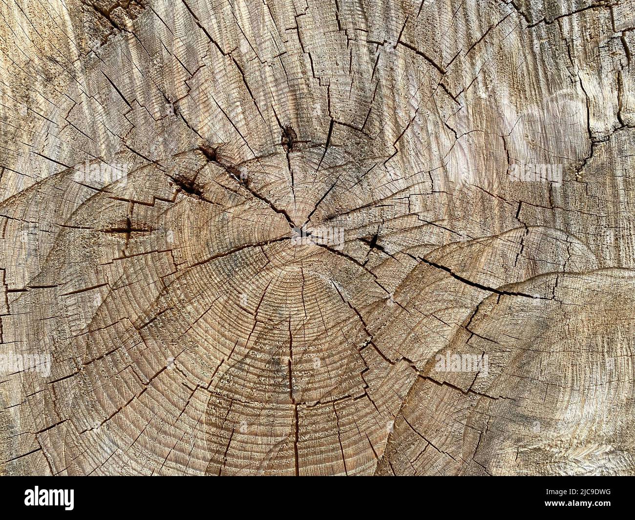 tree stump background. close up tree rings Stock Photo - Alamy