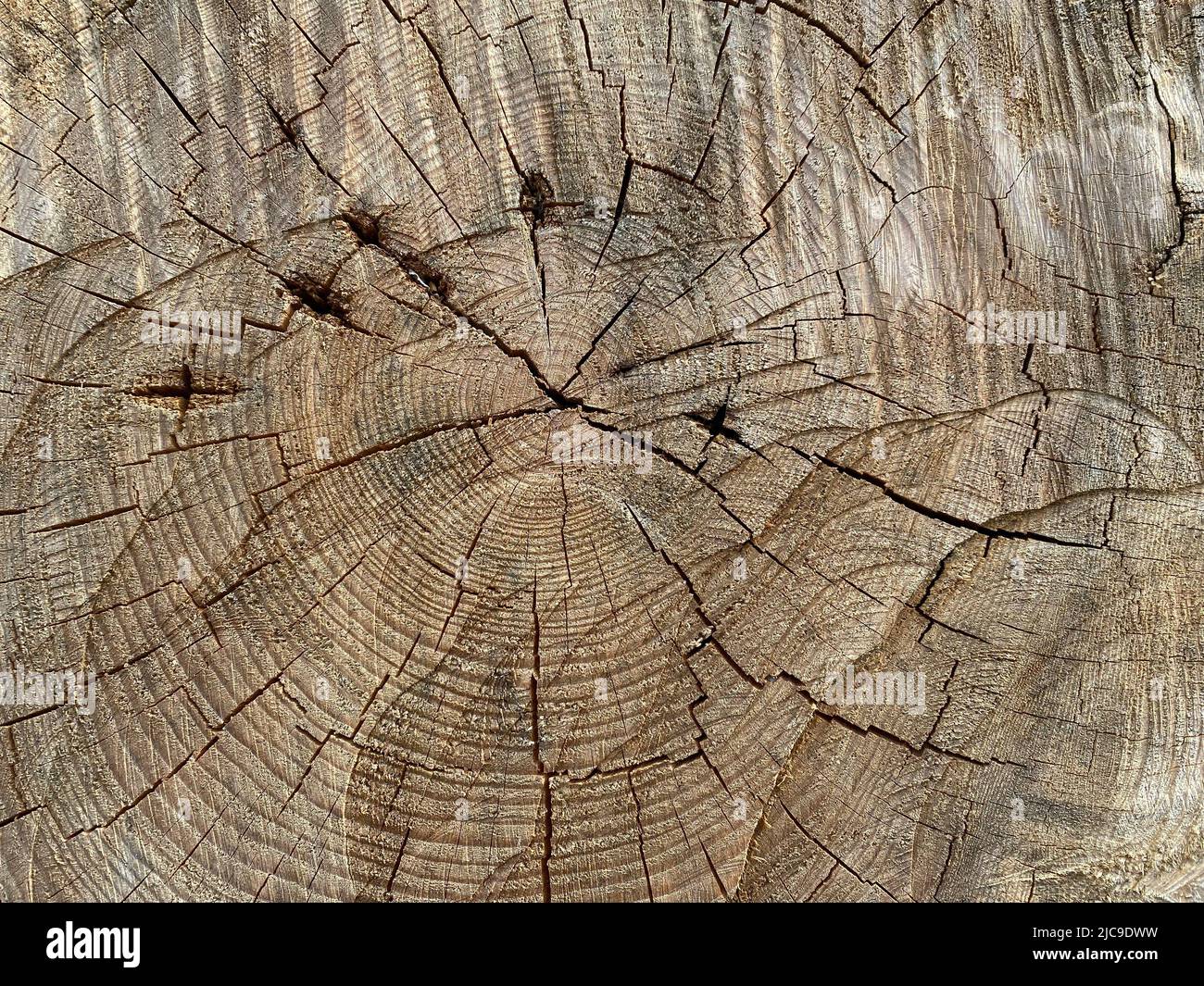 tree stump background. close up tree rings Stock Photo - Alamy