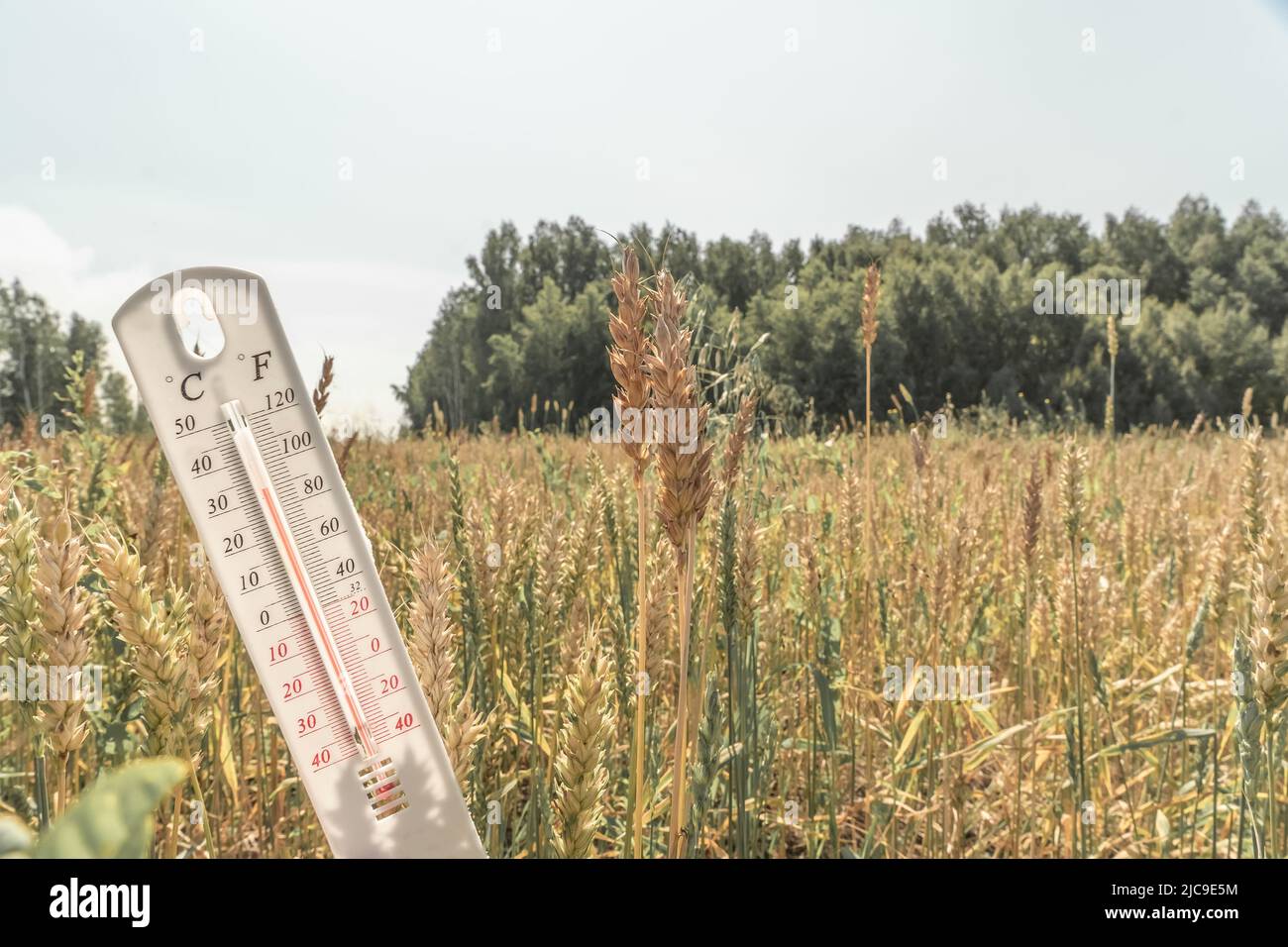 The thermometer is on the field. Summer, drought. High air temperature ...