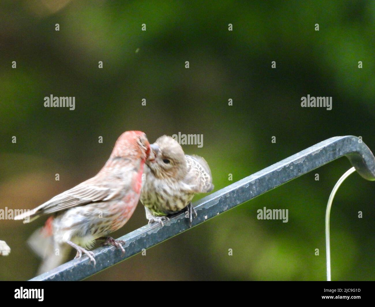 adult birds feeding baby bird Stock Photo - Alamy