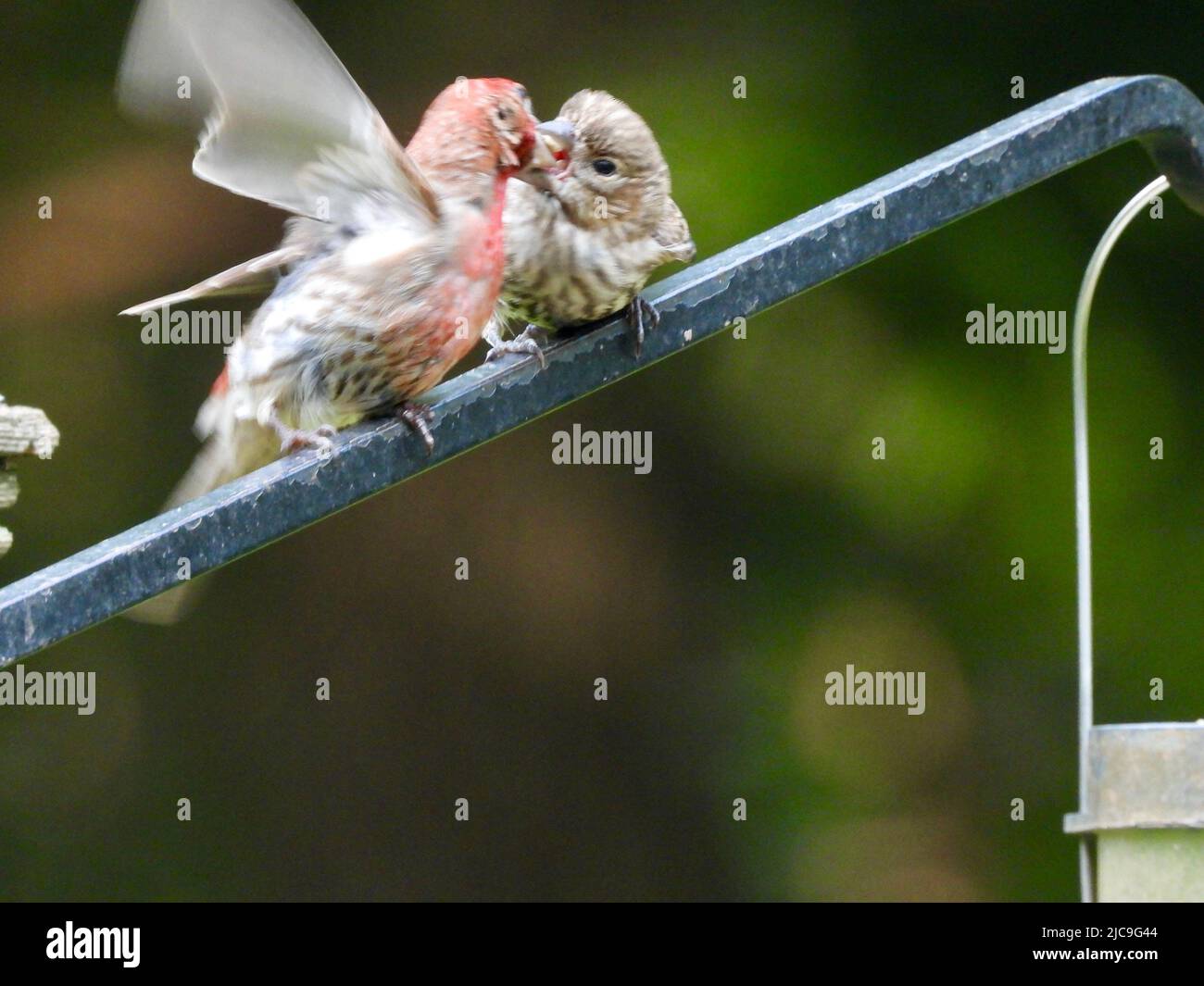 adult birds feeding baby bird Stock Photo - Alamy