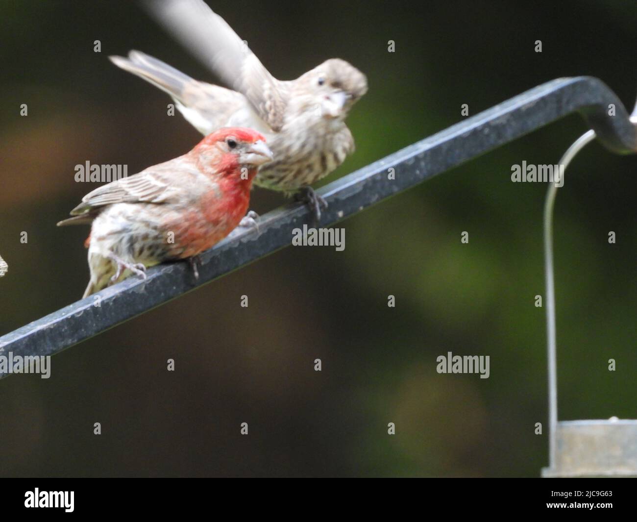 adult birds feeding baby bird Stock Photo - Alamy