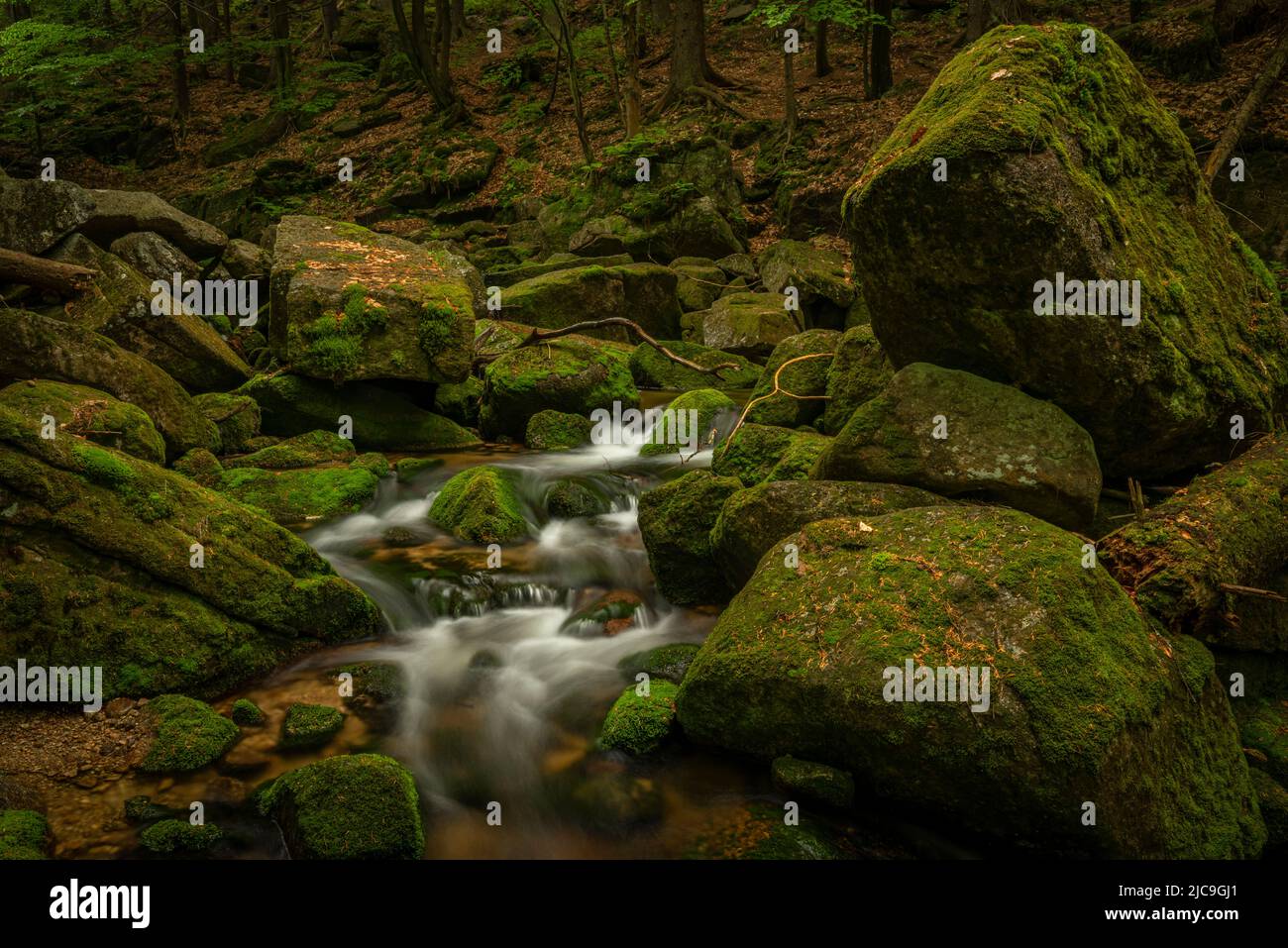Jedlova creek in Jizerske mountains in spring cloudy morning Stock ...