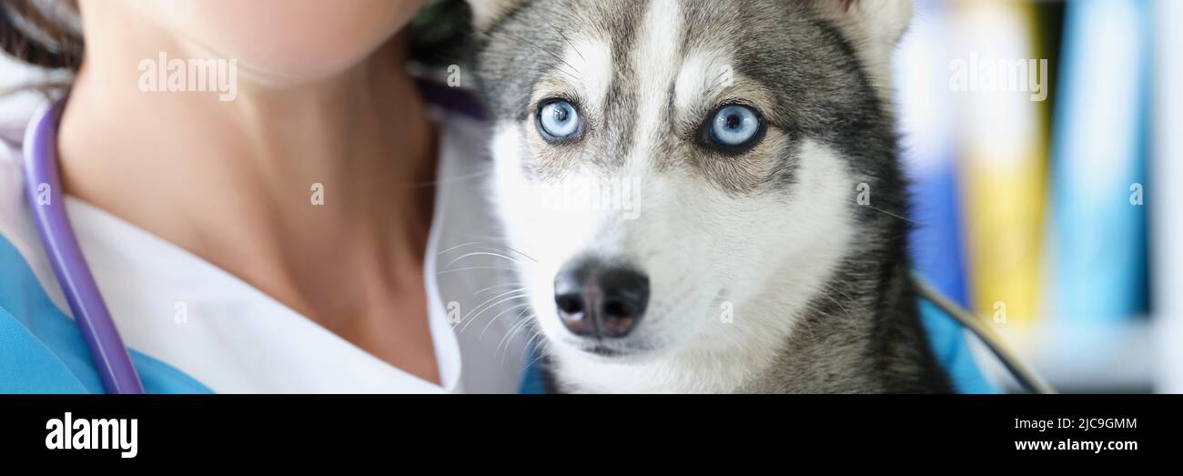 Cheerful veterinarian female and cute husky puppy on hands Stock Photo ...