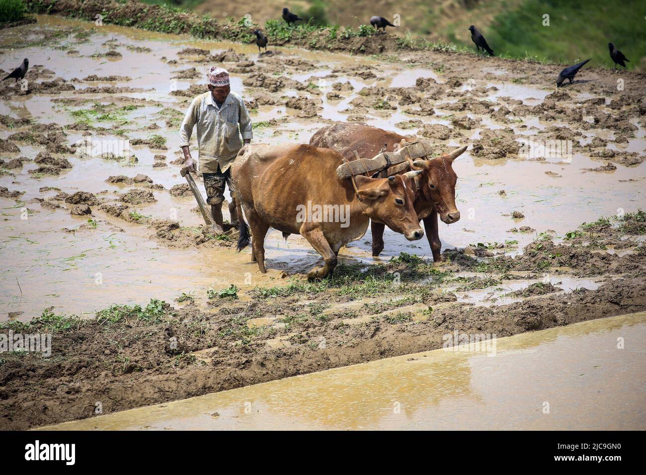 Kathmandu, Bagmati, Nepal. 11th June, 2022. A farmer ploughs field ...