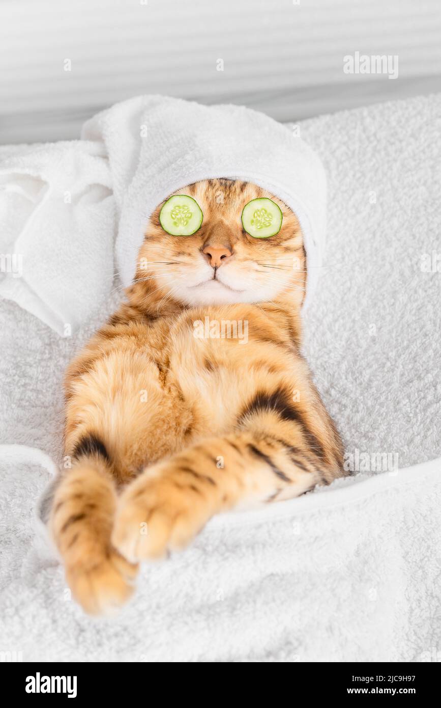 Cat spa hi res stock photography and images Alamy