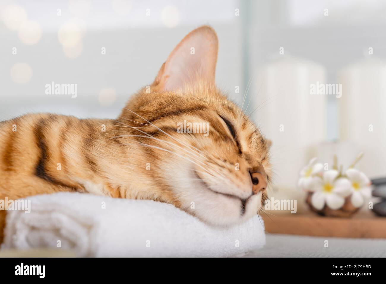 Funny Bengal cat lies on a massage table in the spa. Close-up Stock ...