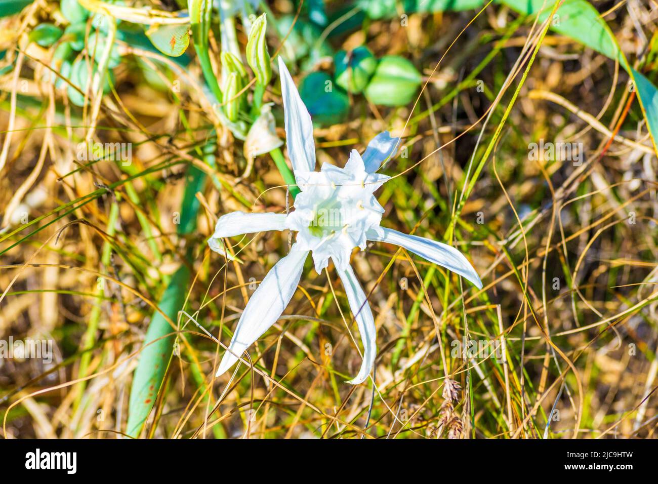 SEA DAFFODIL flower – SYMBOL OF PURITY This delicate white flower grows ...