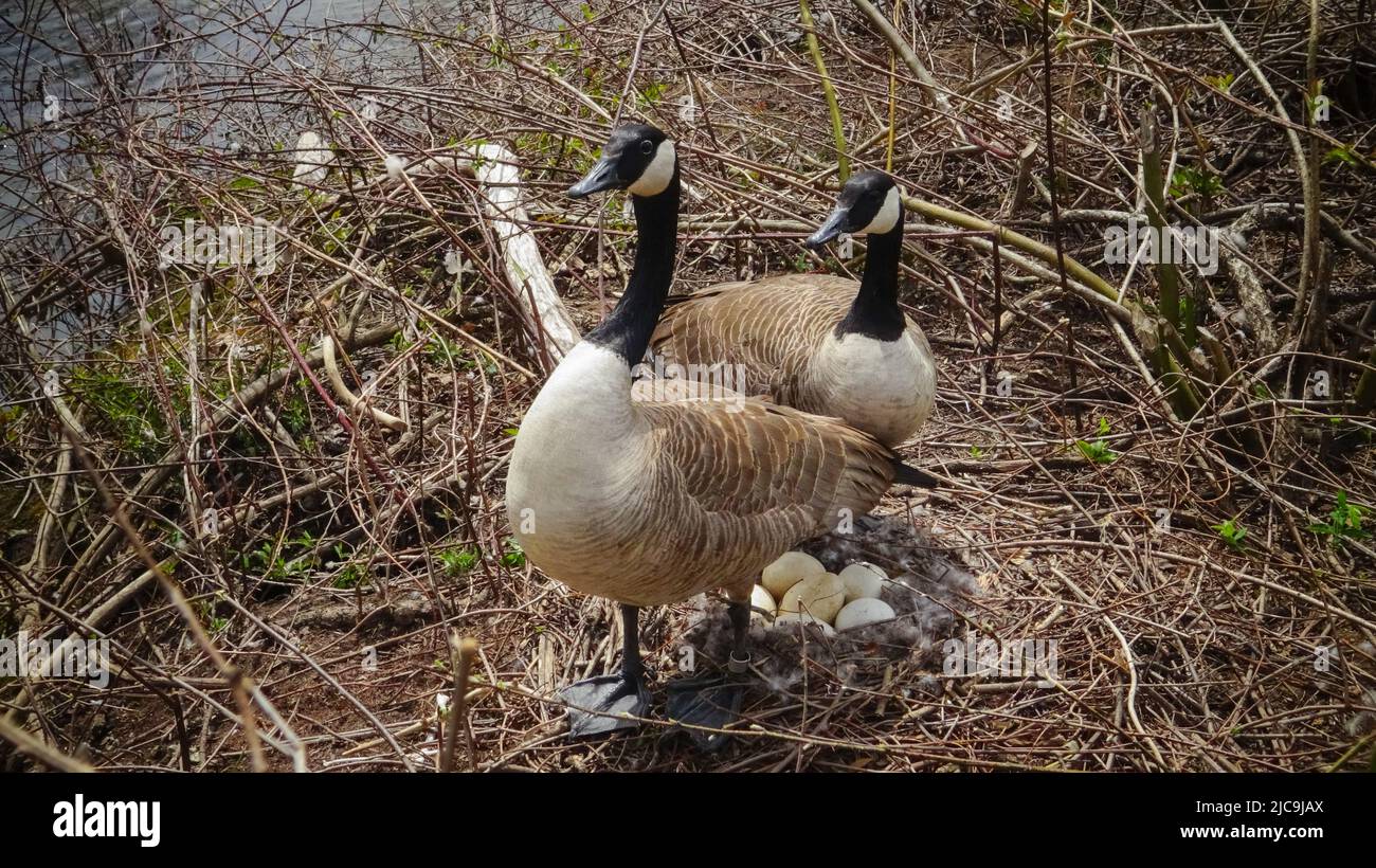 Canada goose (Branta canadensis). Male and female goose on a nest with ...