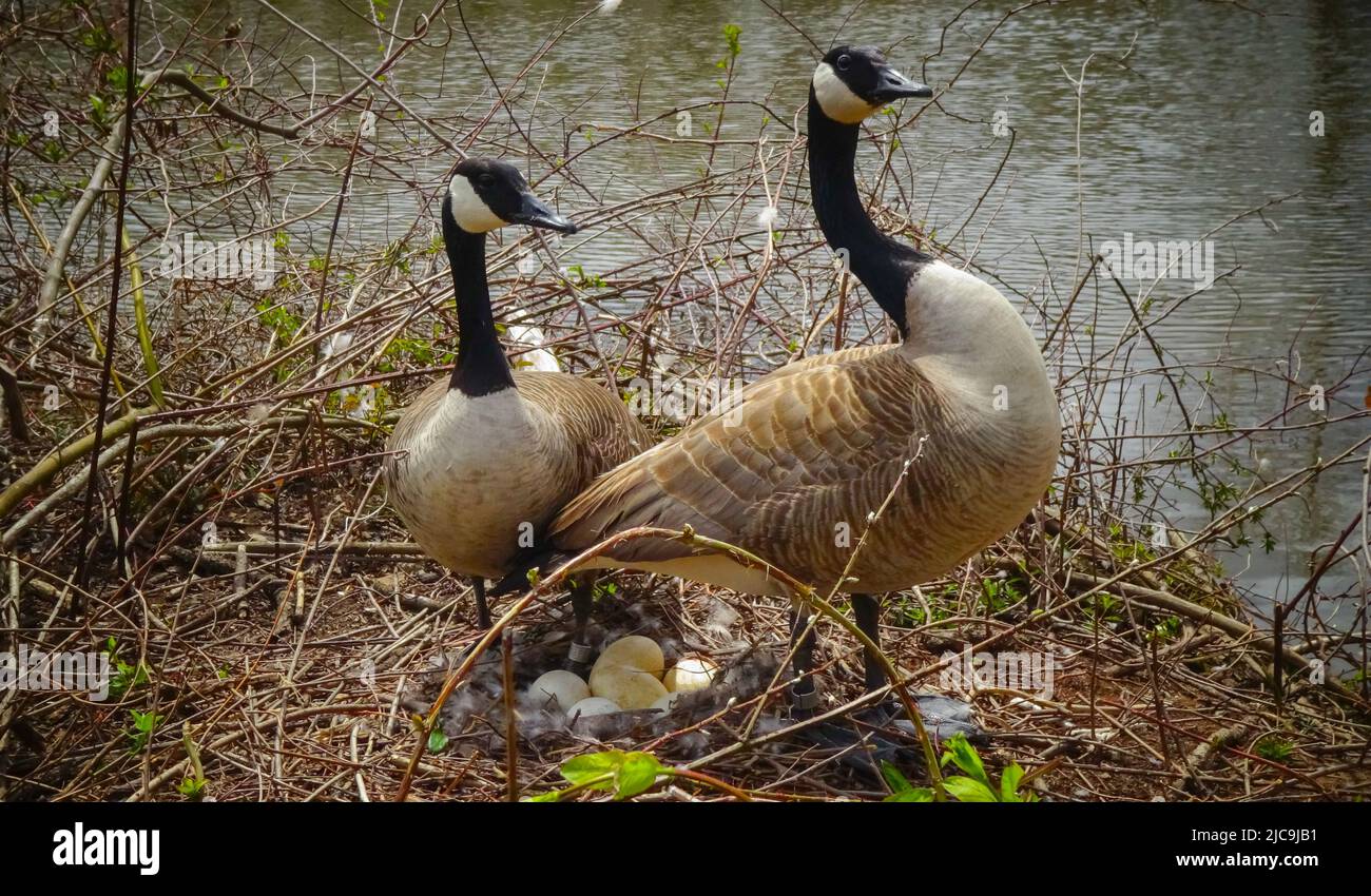 Canada goose (Branta canadensis). Male and female goose on a nest with ...