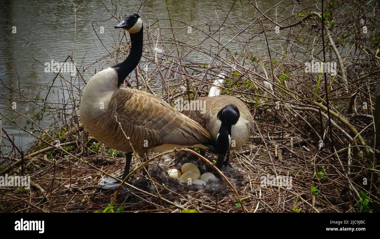 Canada goose (Branta canadensis). Male and female goose on a nest with ...