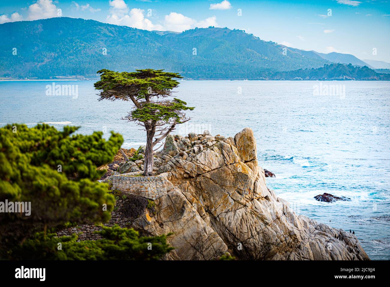 Tree on rocks with ocean in background in California, United States of ...