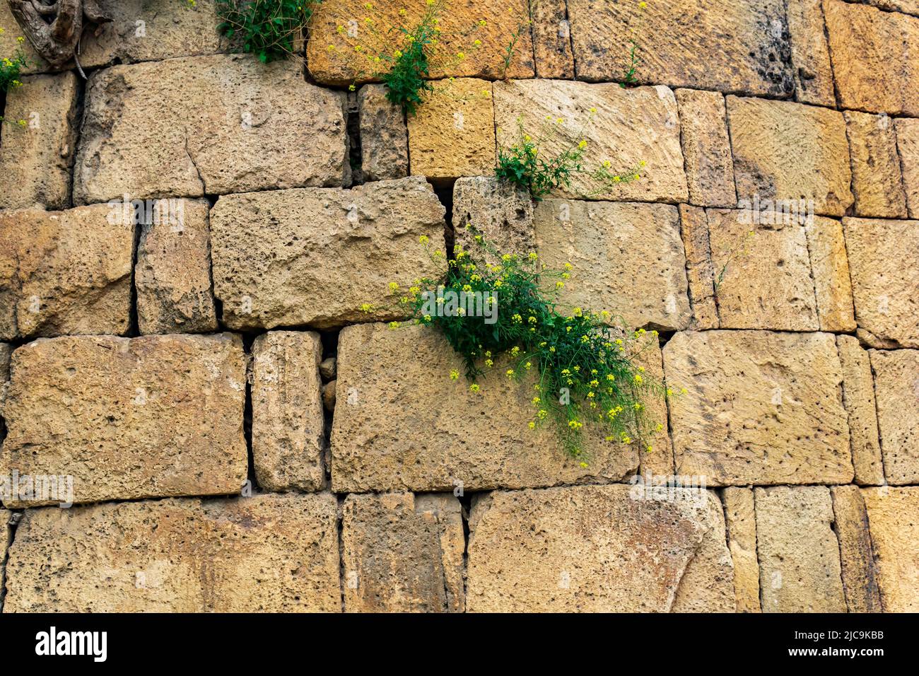 wall of an old castle with grass and flowers growing in the cracks of ...