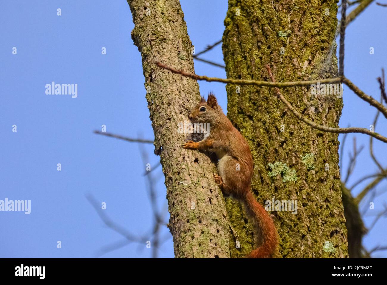 Red american squirrel on a tree, USA Ohio Stock Photo - Alamy