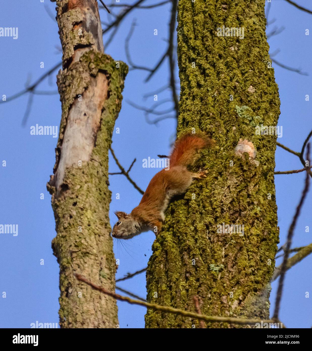 Red american squirrel on a tree, USA Ohio Stock Photo - Alamy