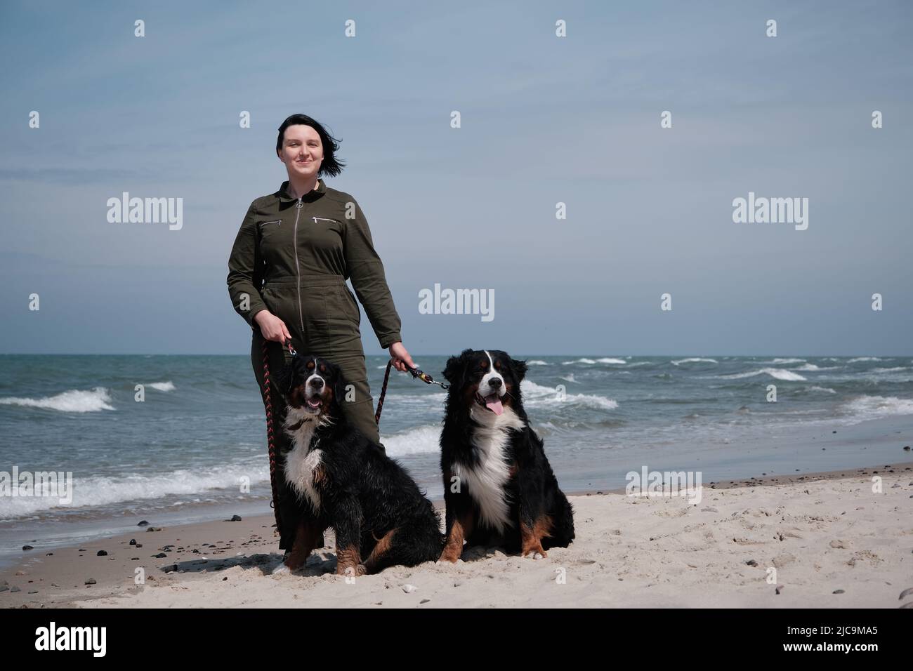 Woman walking with Bernese Mountain Dogs on a Beach during sunny summer ...
