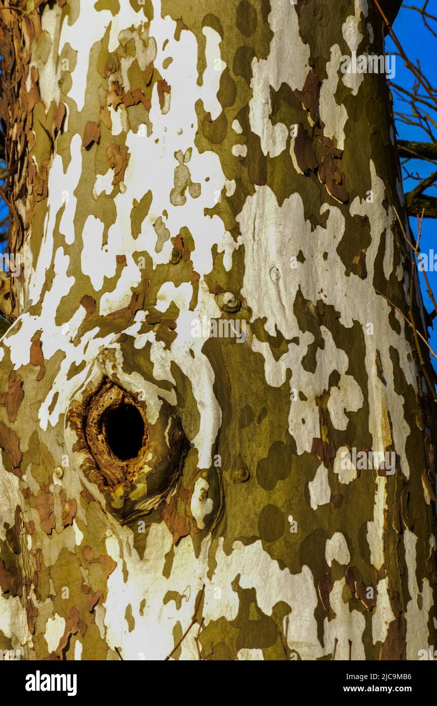 Sycamore tree, Plane tree background. The trunk of a thick tree, from ...