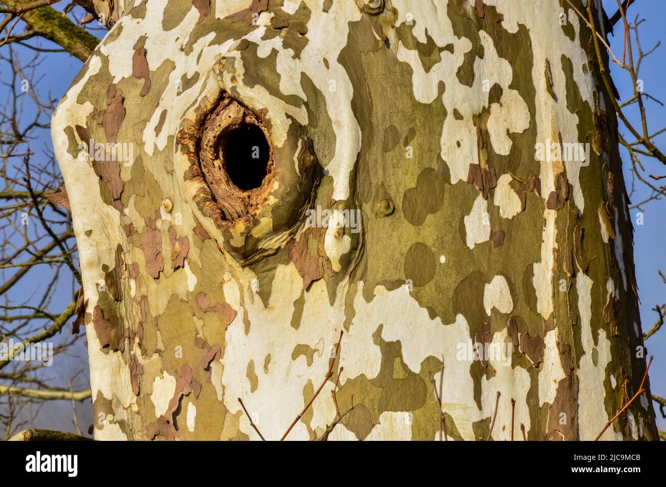 Sycamore tree, Plane tree background. The trunk of a thick tree, from ...
