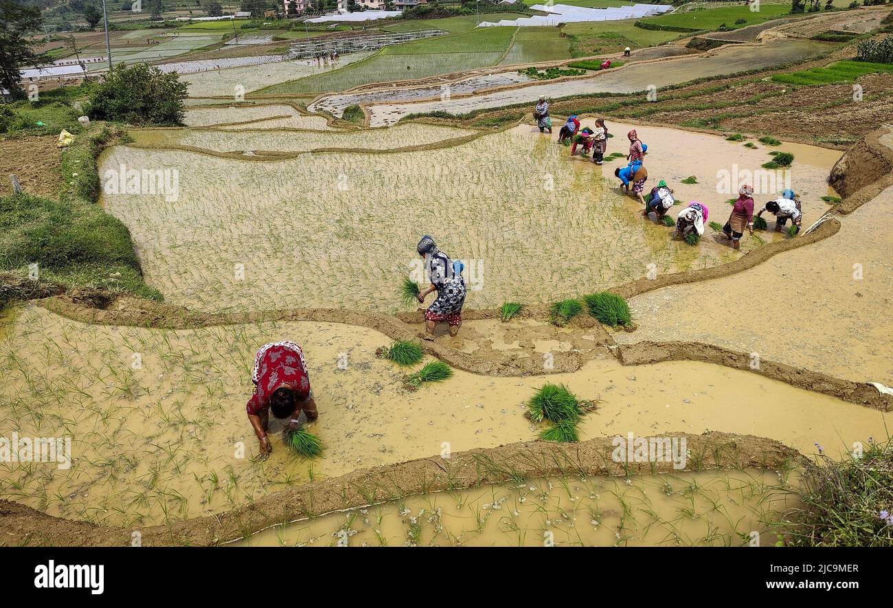 Kathmandu, Bagmati, Nepal. 11th June, 2022. Women plant rice seedlings ...