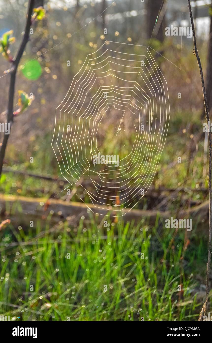 A round network of cobwebs in a forest against a backdrop of forest and ...